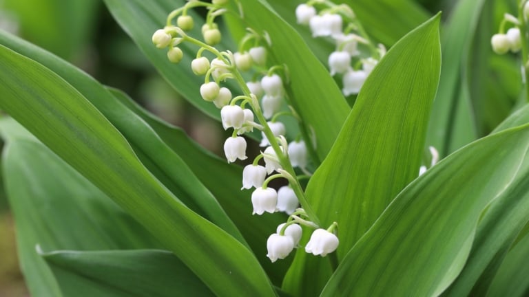 21 Best Shade Plants for Raised Beds