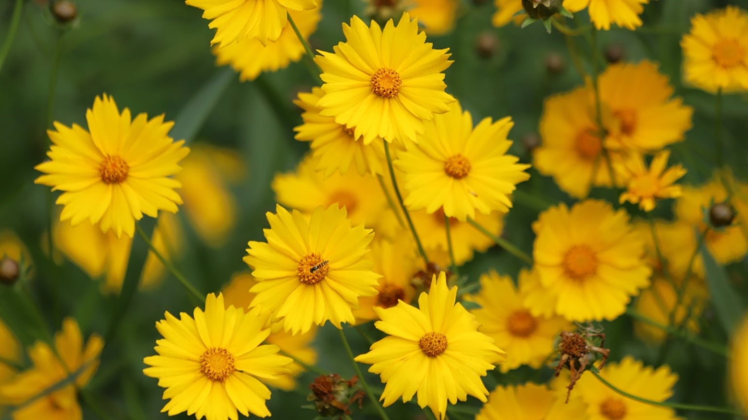 17 Wildflowers That Bloom in Fall