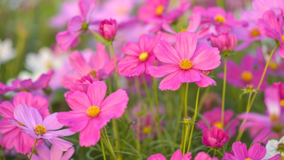 17 Fall-Blooming Flowers to Start in July