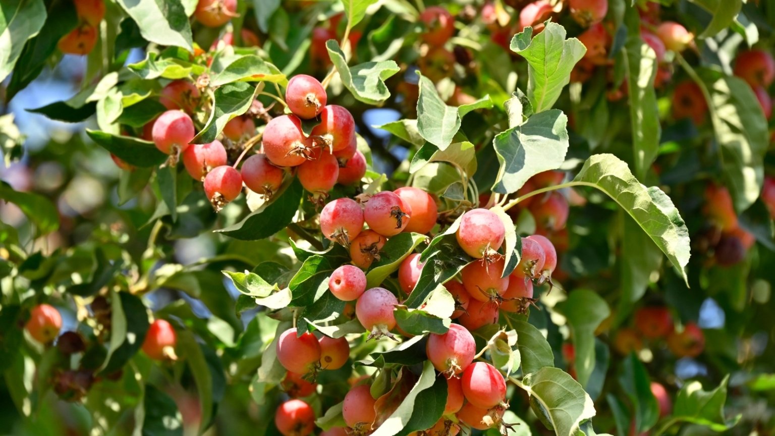 13 Trees You Should Buy Bare-Root - Epic Gardening