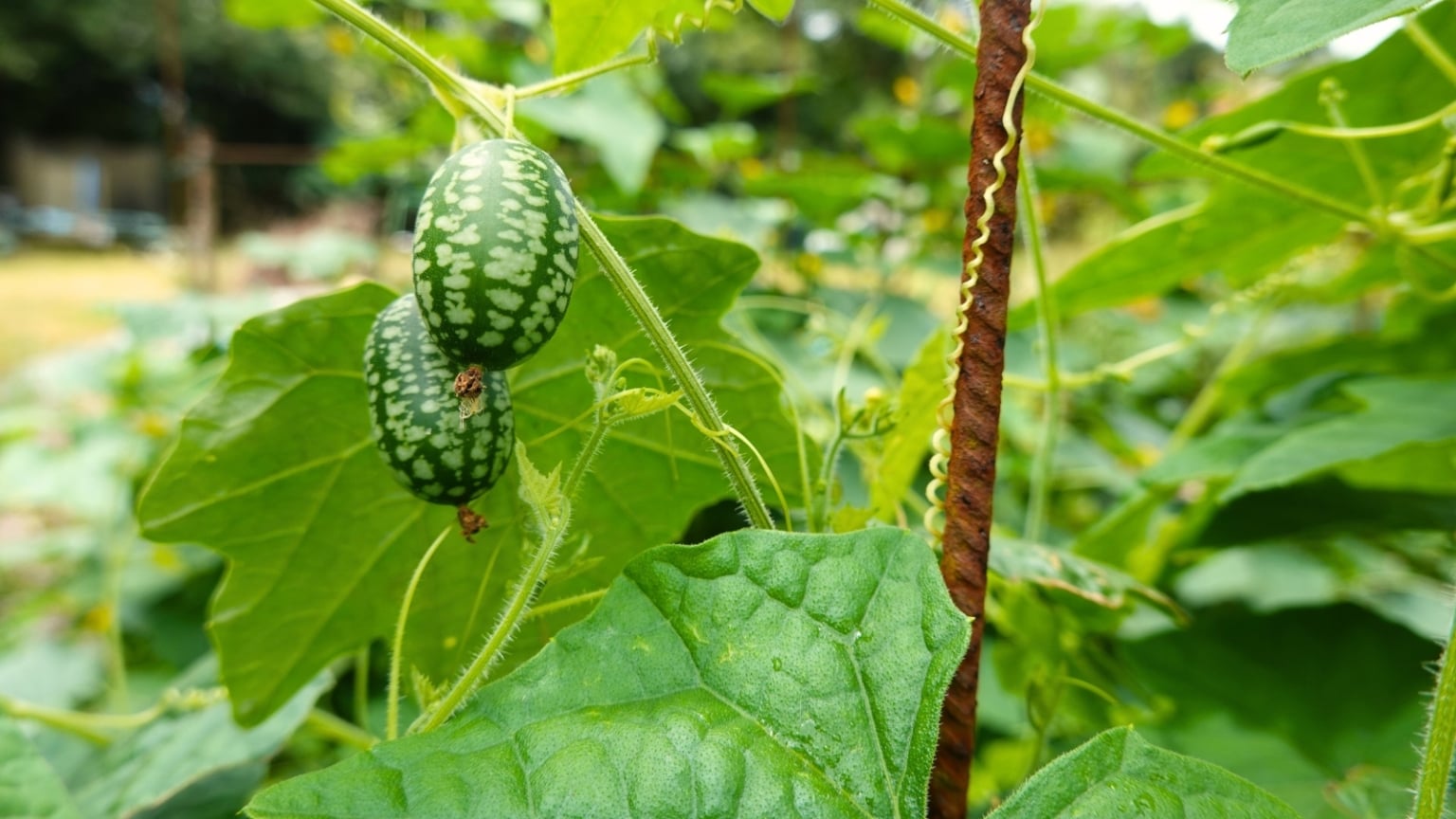 How to Plant, Grow, and Care for Cucamelons