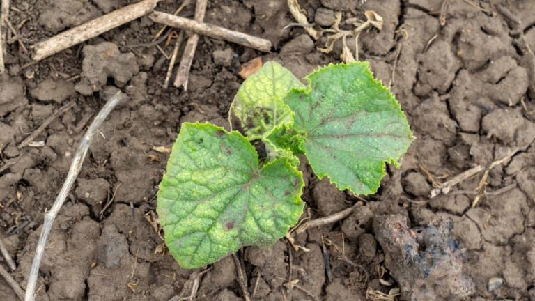 7 Reasons Why Your Cucumbers Are Turning Yellow
