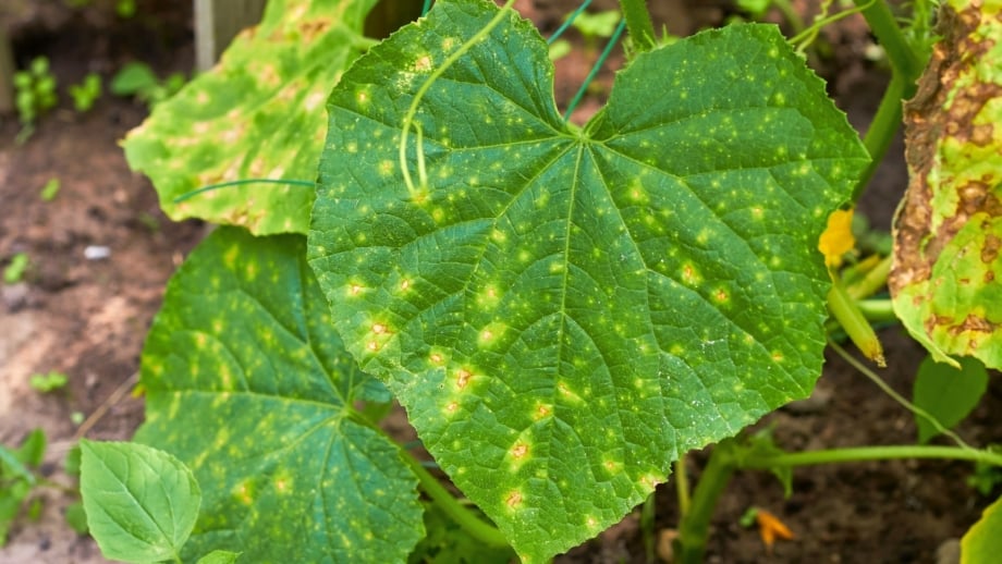 How to Plant, Grow, and Care for Lemon Cucumbers