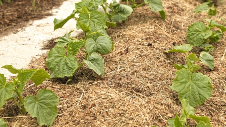 7 Reasons Why Your Cucumbers Are Turning Yellow