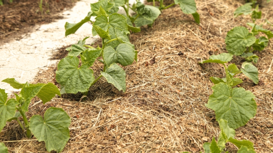 7 Reasons Why Your Cucumbers Are Turning Yellow