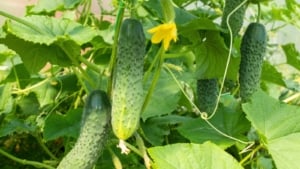 7 Reasons Why Your Cucumbers Are Turning Yellow