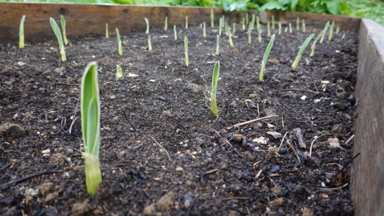 How to Grow Garlic in Raised Beds: A Complete Guide