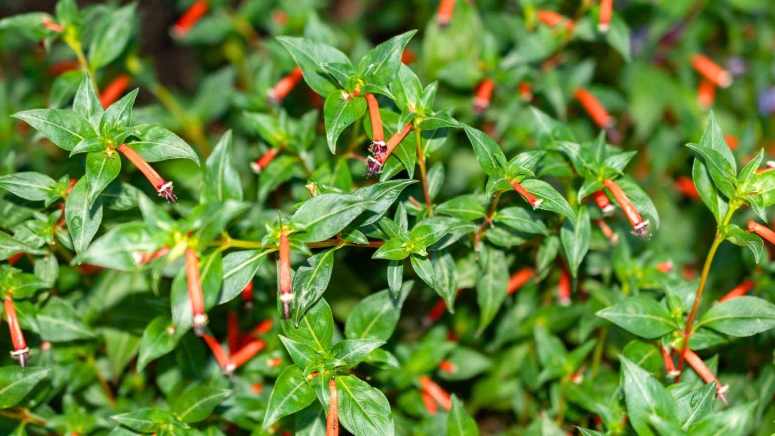 Plant These 15 Flowers That Look Like Fireworks This 4th of July