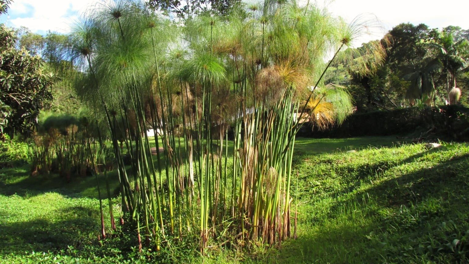How to Plant, Grow, and Care for 'King Tut' Grass