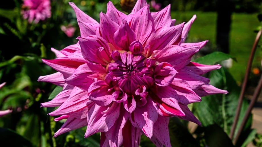 Plant These 15 Flowers That Look Like Fireworks This 4th of July