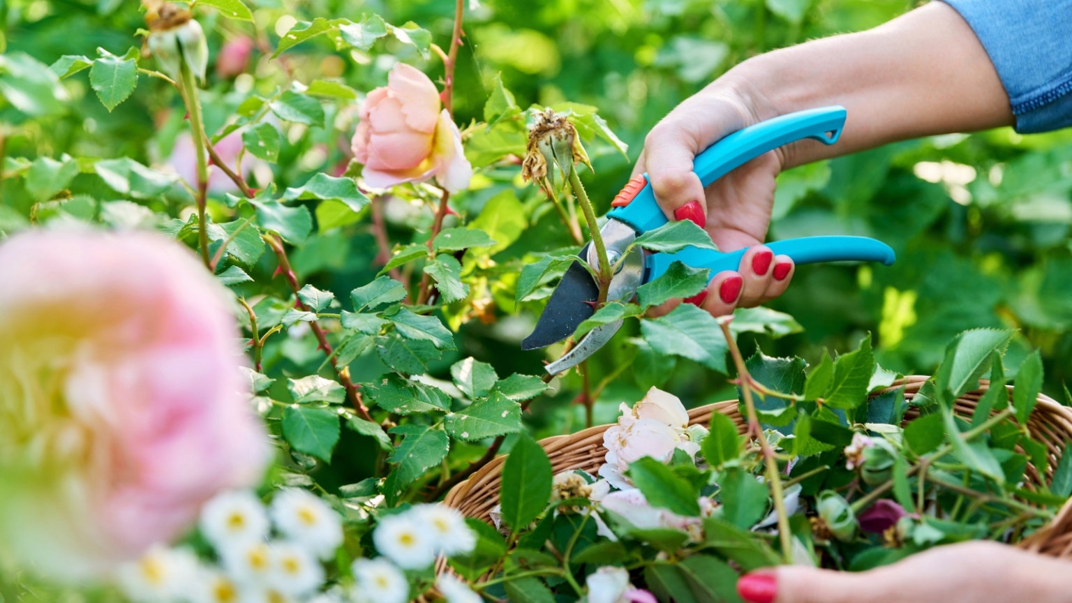 5 Rose Pruning Mistakes To Avoid This Season