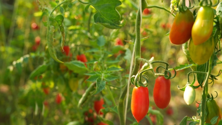 How to Plant, Grow, and Care for Heirloom Tomatoes