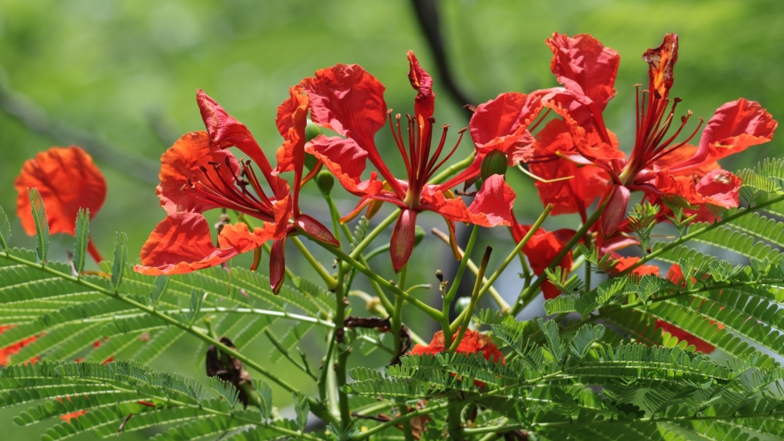 13 Tropical Plants With Red Flowers
