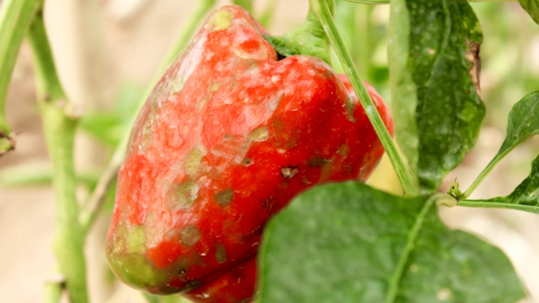 How to Plant, Grow, and Care for Anaheim Peppers
