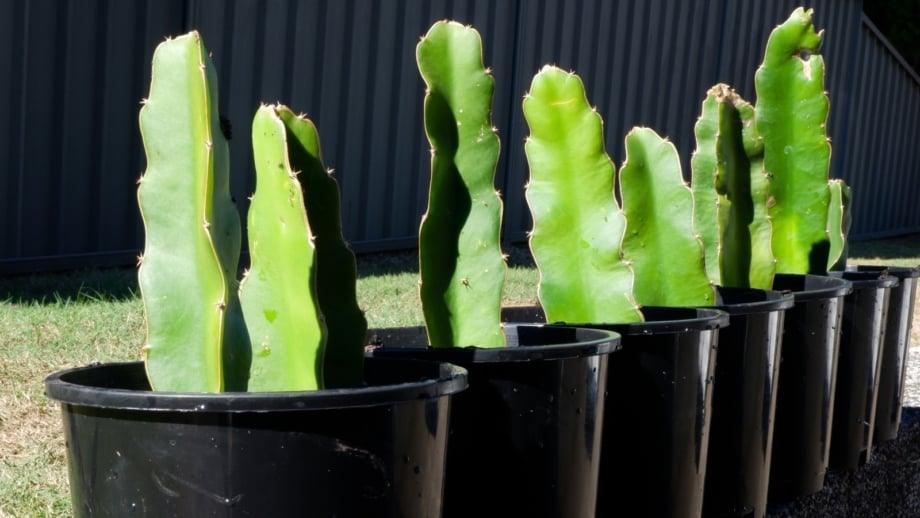Complete Beginner's Guide to Growing Dragon Fruit