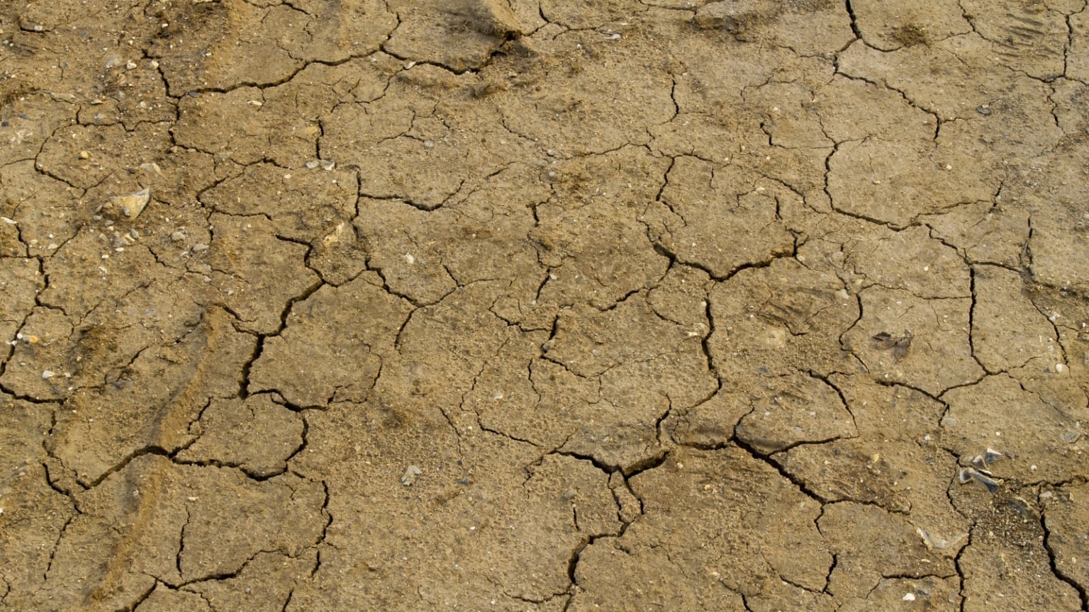 7 Steps to Improve Hard Soil, Fast
