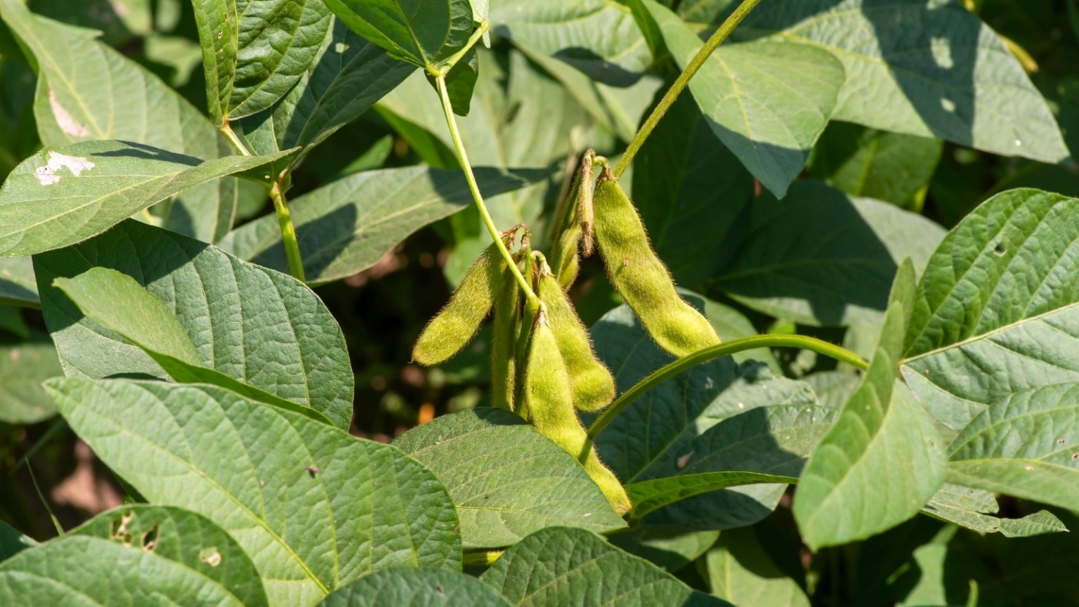 21 Plants We Wouldn't Grow Again