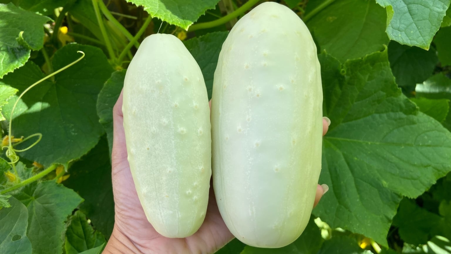 9 Best Cucumbers for Pickling