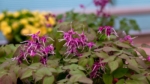 How to Plant, Grow, and Care For Epimediums