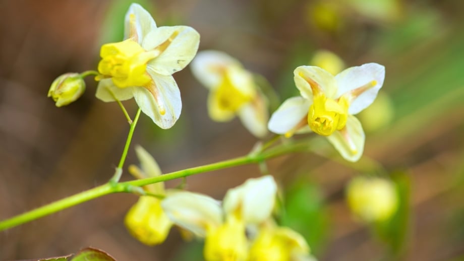 17 Beautiful Epimedium Varieties for Your Shade Garden