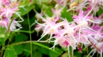 How to Plant, Grow, and Care For Epimediums