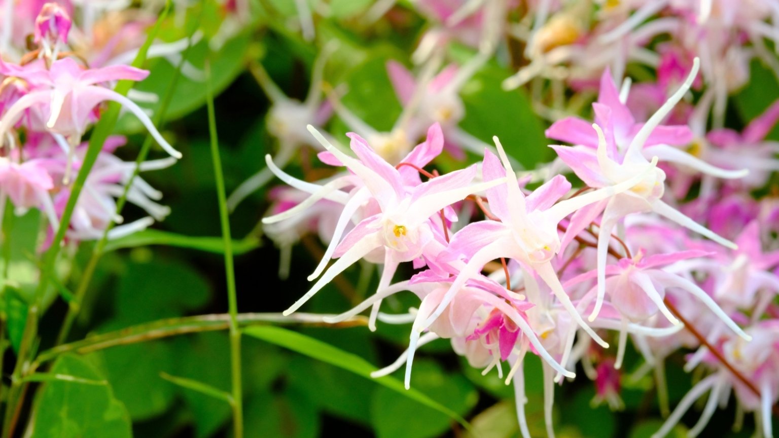 How to Plant, Grow, and Care For Epimediums