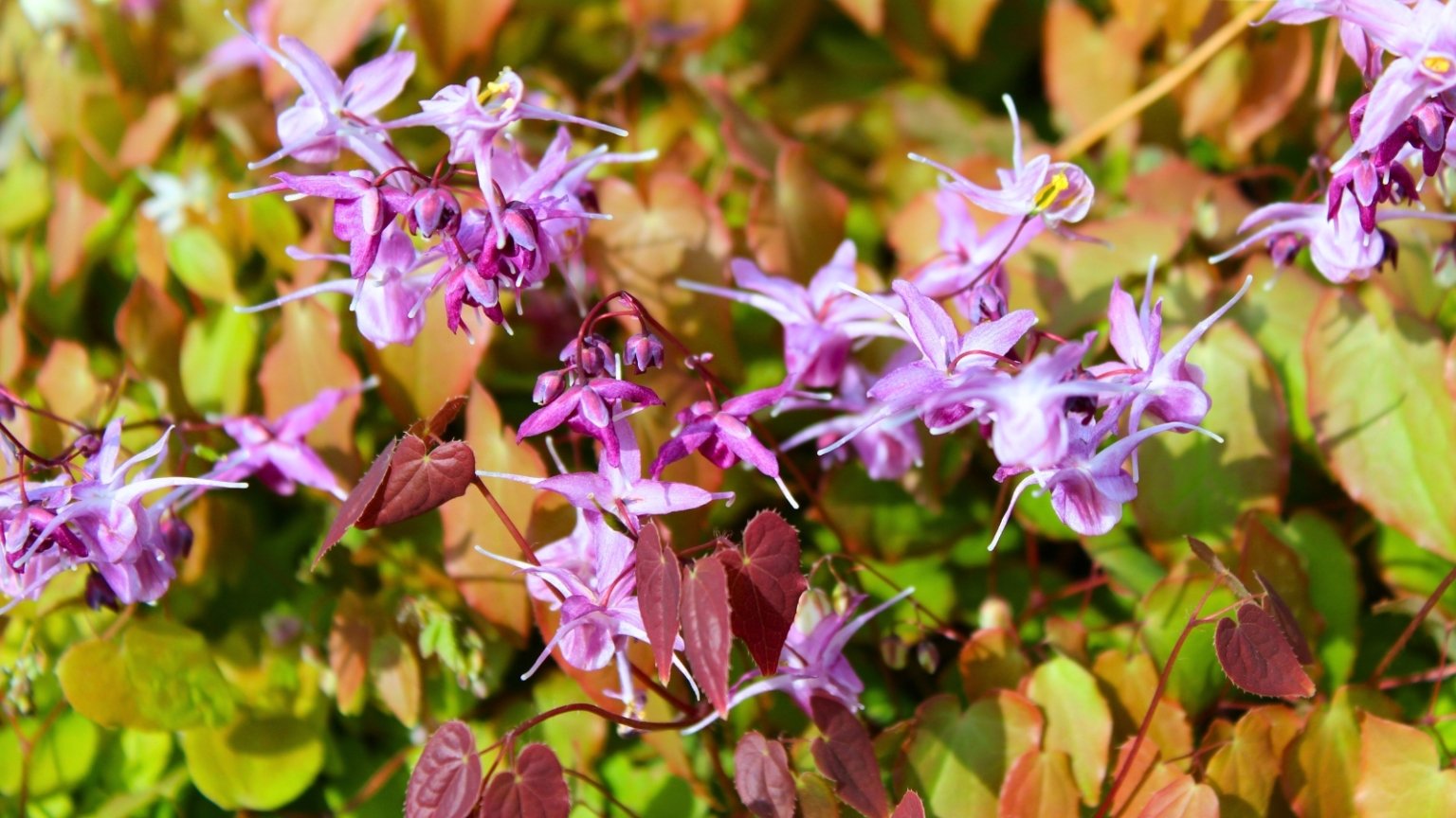 17 Beautiful Epimedium Varieties for Your Shade Garden
