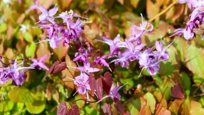 17 Beautiful Epimedium Varieties for Your Shade Garden