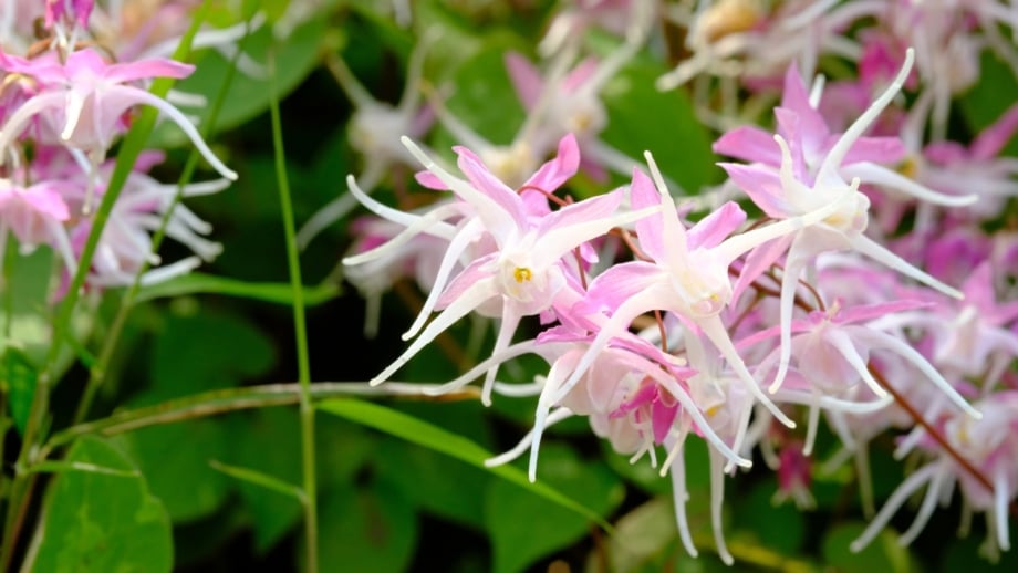 17 Beautiful Epimedium Varieties for Your Shade Garden