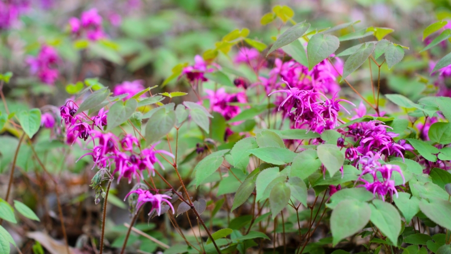 21 Best Shade Plants for Raised Beds