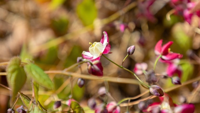 How to Plant, Grow, and Care For Epimediums