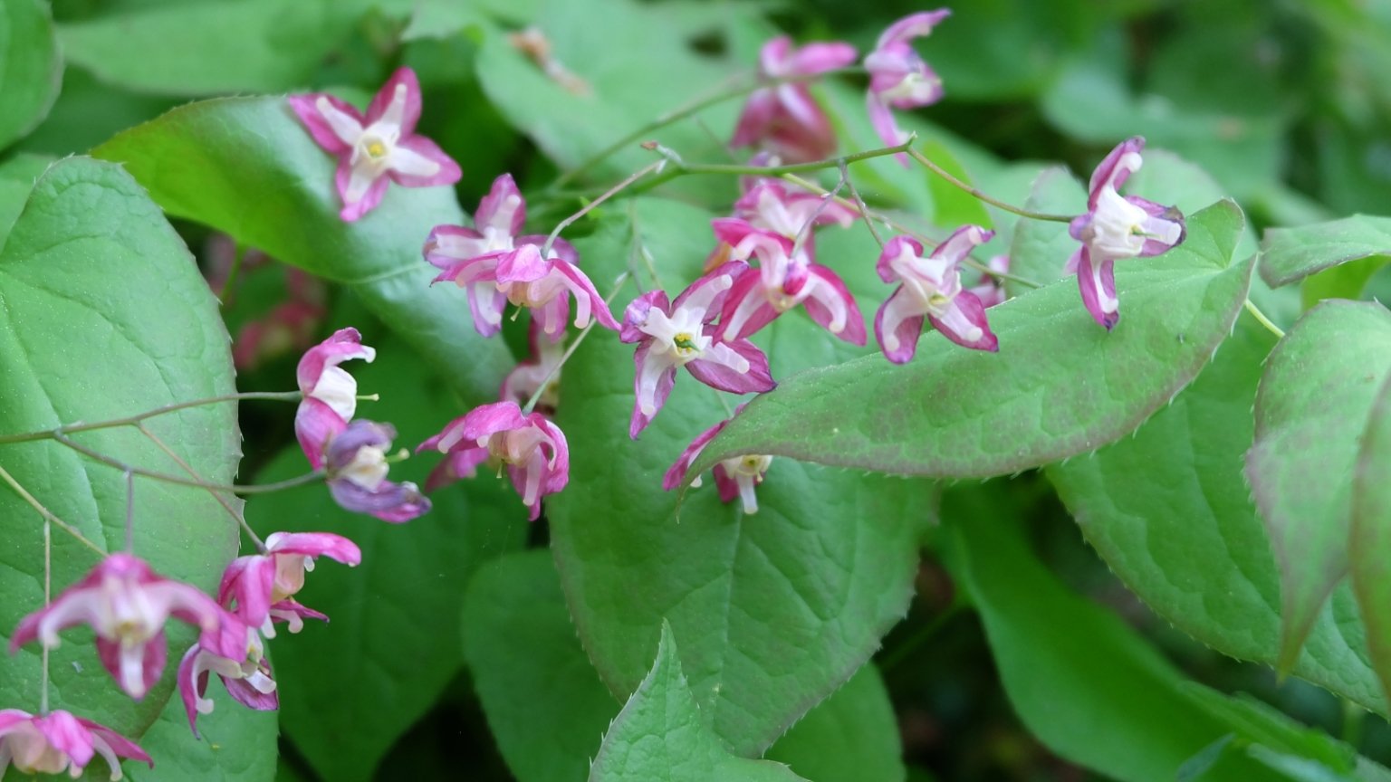 How to Plant, Grow, and Care For Epimediums