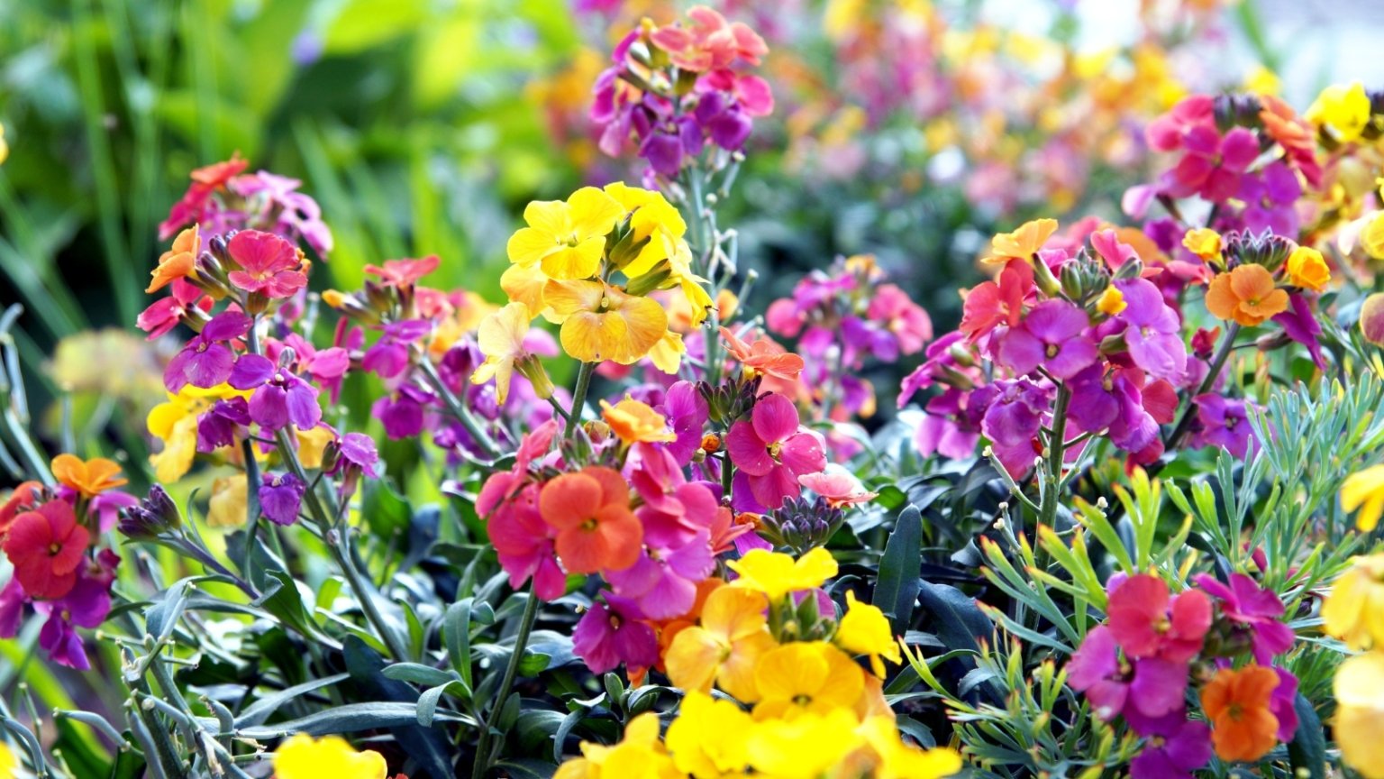 How to Plant, Grow, and Care for Wallflowers