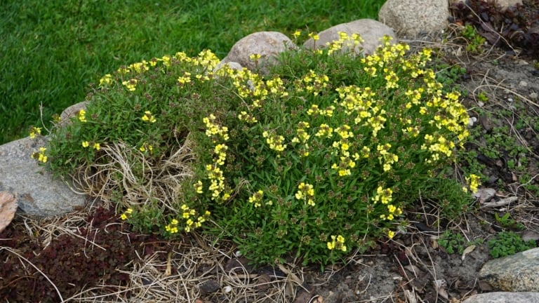 How to Plant, Grow, and Care for Wallflowers