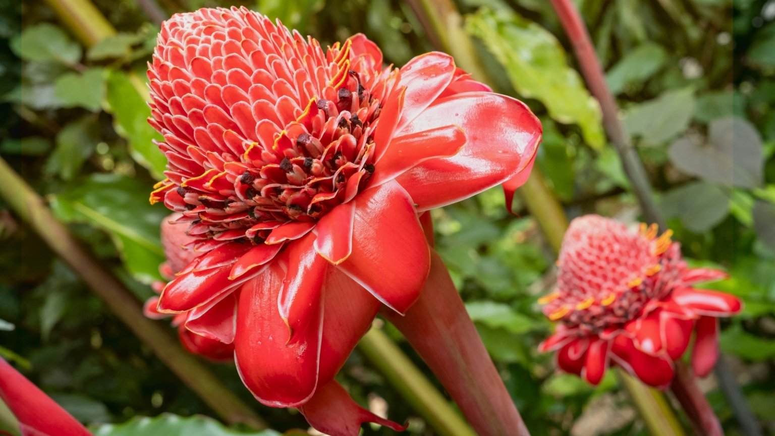 13 Tropical Plants With Red Flowers