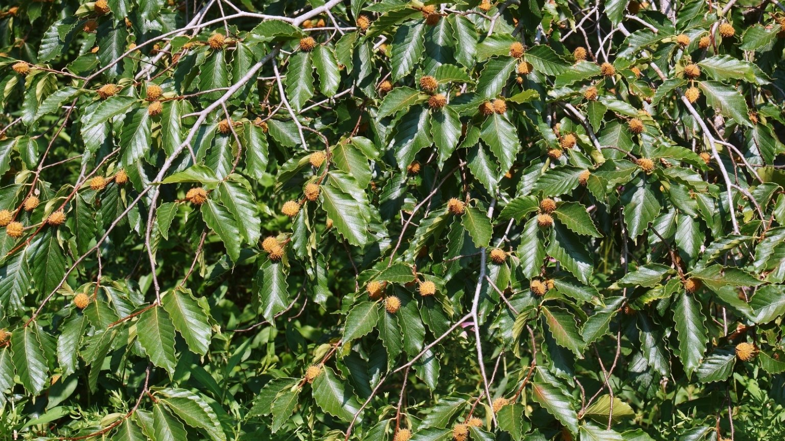 29 Trees With Unique Foliage