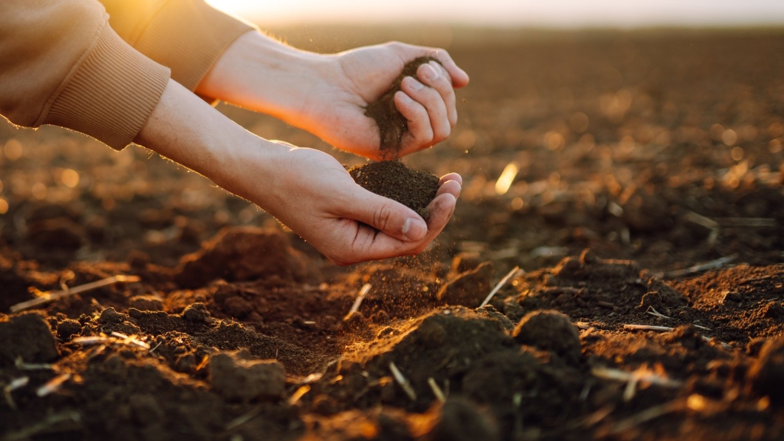 How to Plant, Grow, and Care for 'Improved Meyer' Lemon Bushes