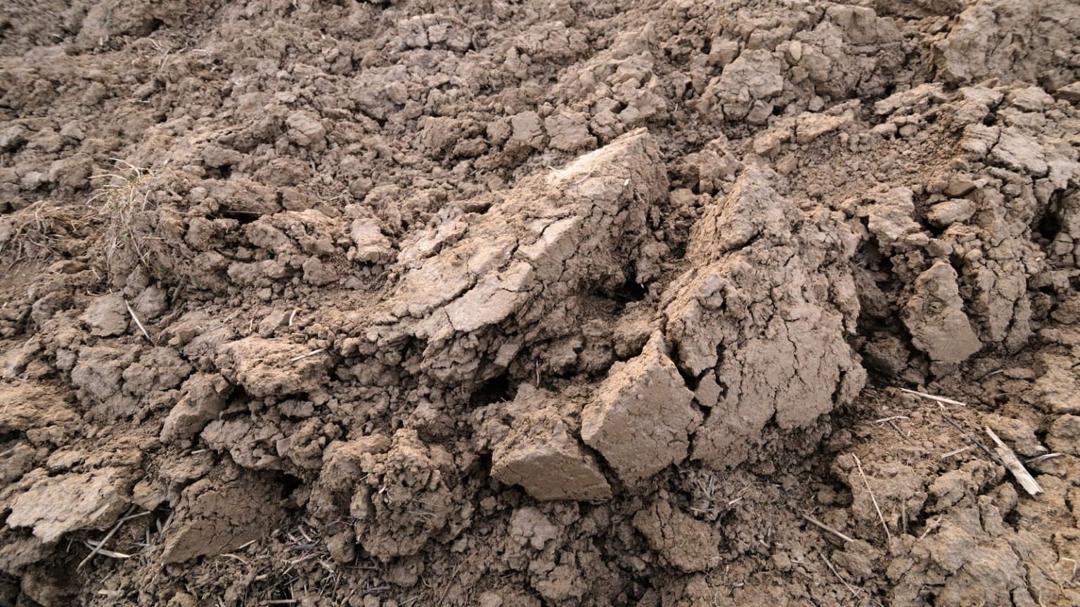 How to Plant, Grow, and Care for Luffa