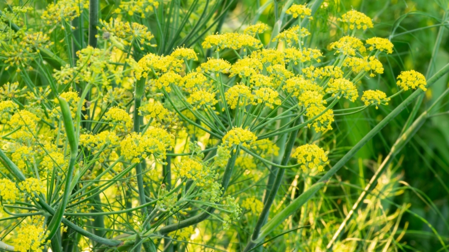 21 Herbs for Your Perennial Edible Garden