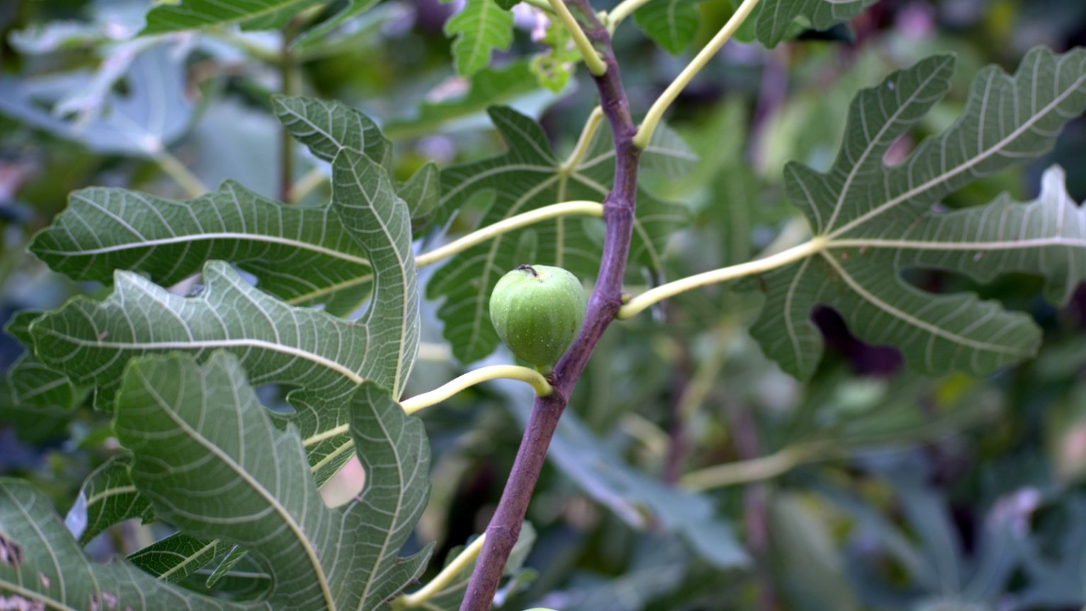 29 Trees With Unique Foliage
