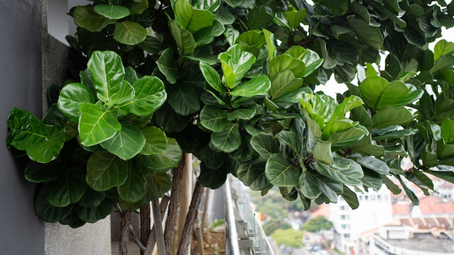 29 Trees With Unique Foliage