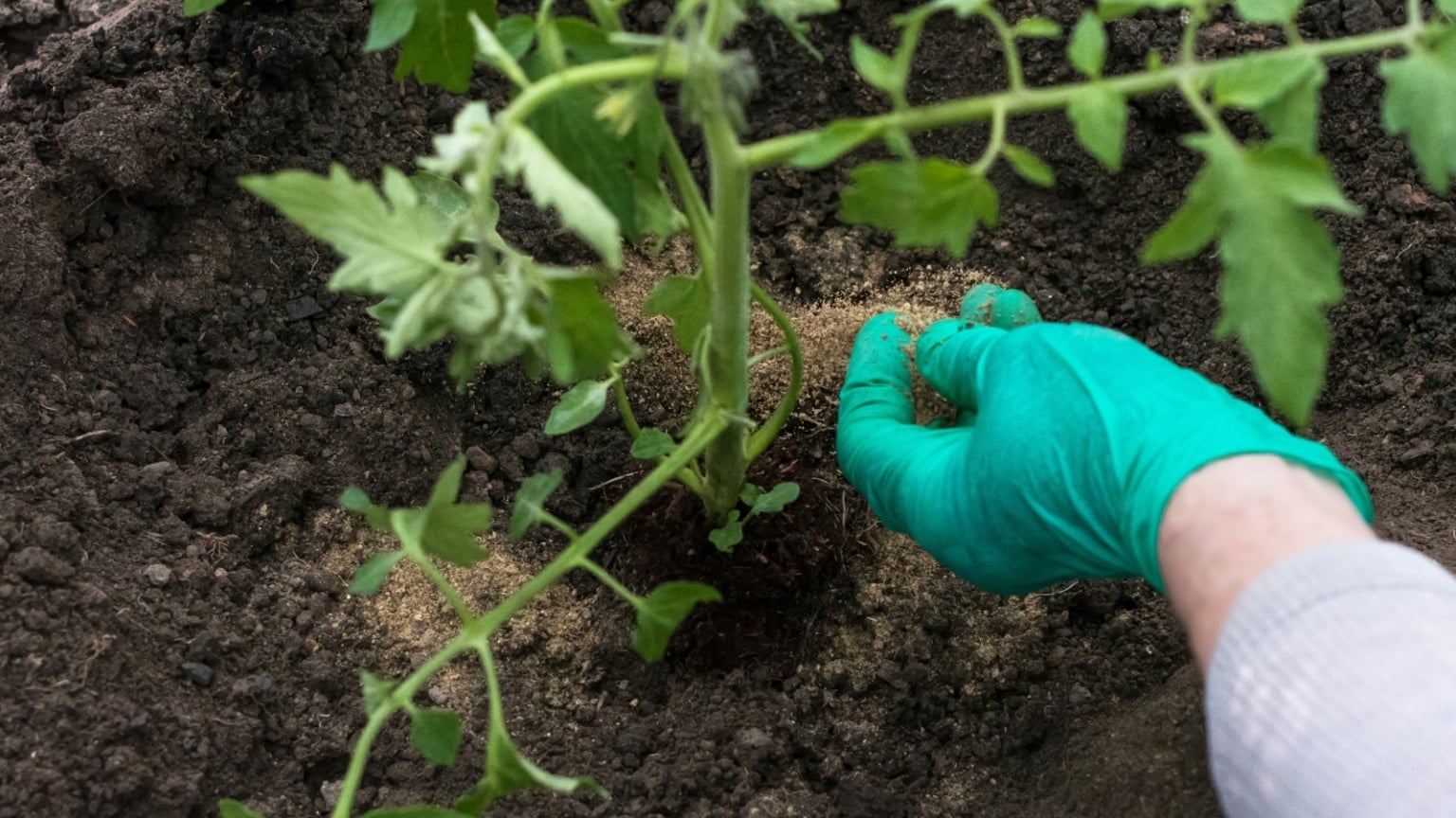 Tomato Fertilizer Facts & How To Use Them Right - Epic Gardening