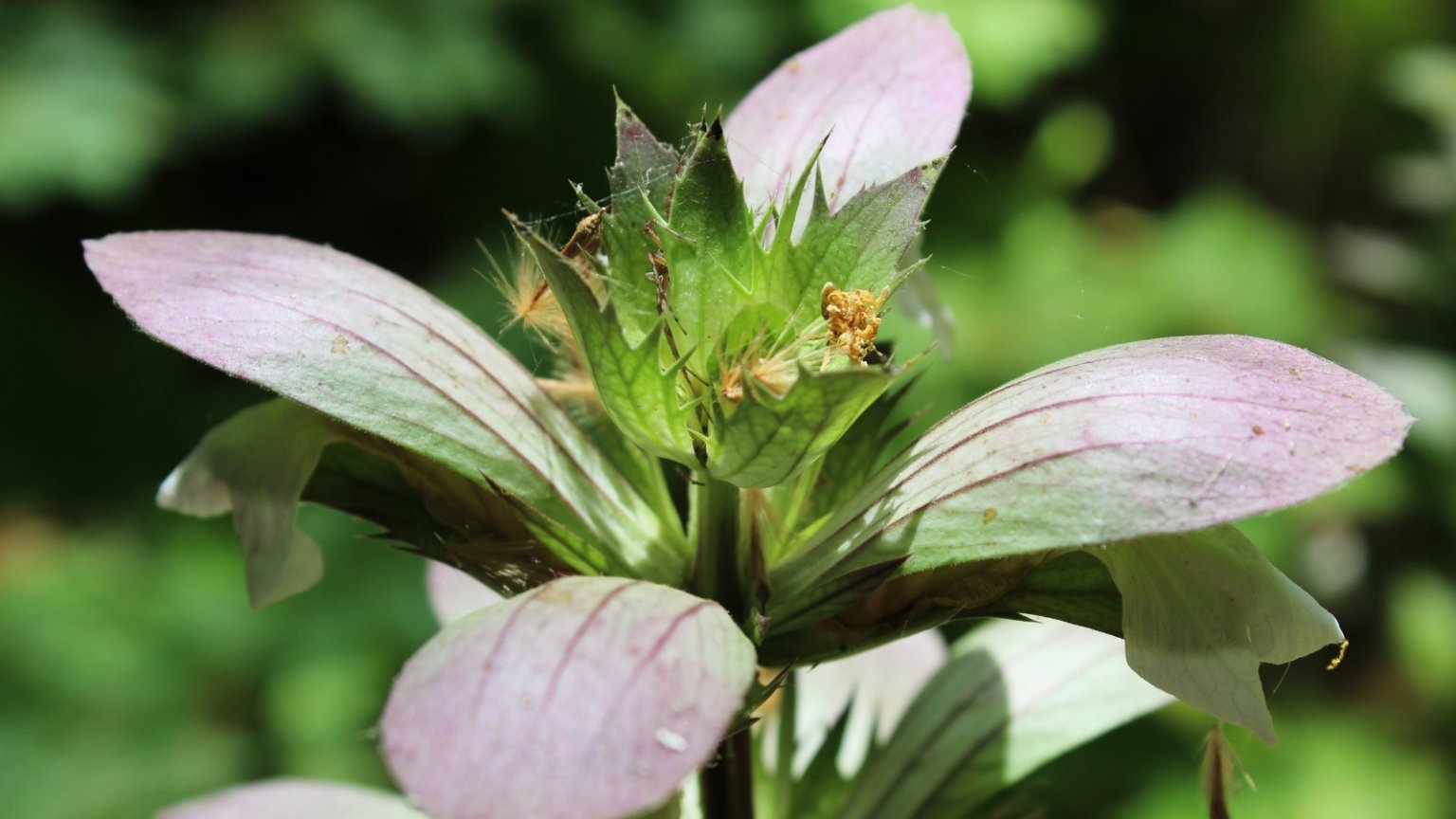 How to Plant, Grow, and Care for Spotted Bee Balm