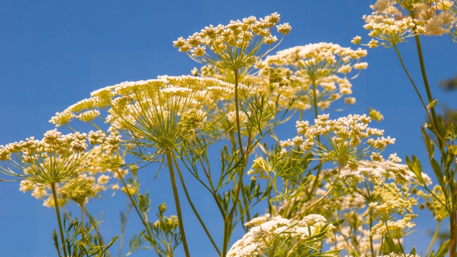 How to Plant, Grow, and Care for Ammi