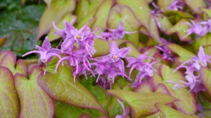 How to Plant, Grow, and Care For Epimediums
