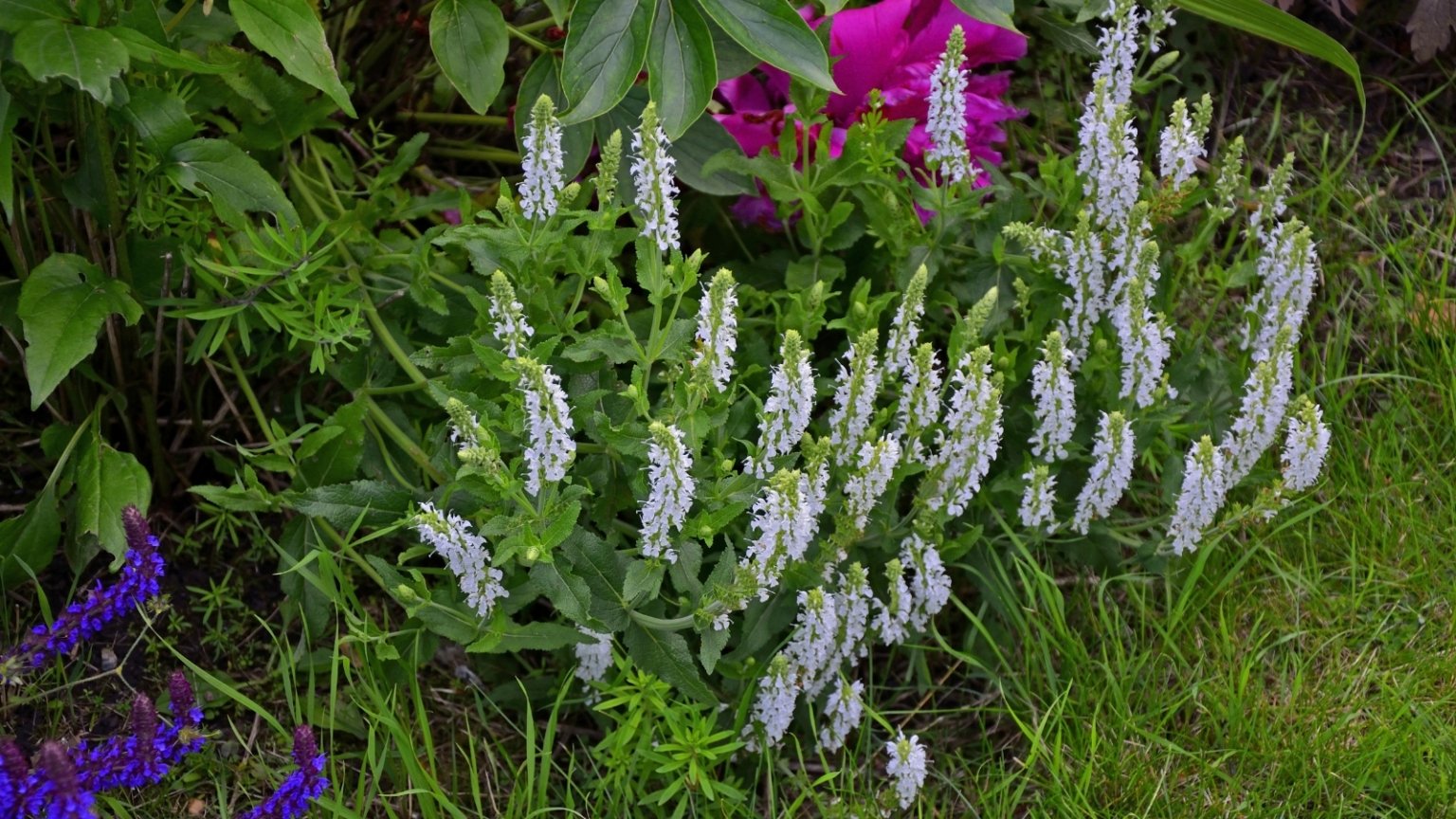 How to Plant, Grow, and Care For Tiarella