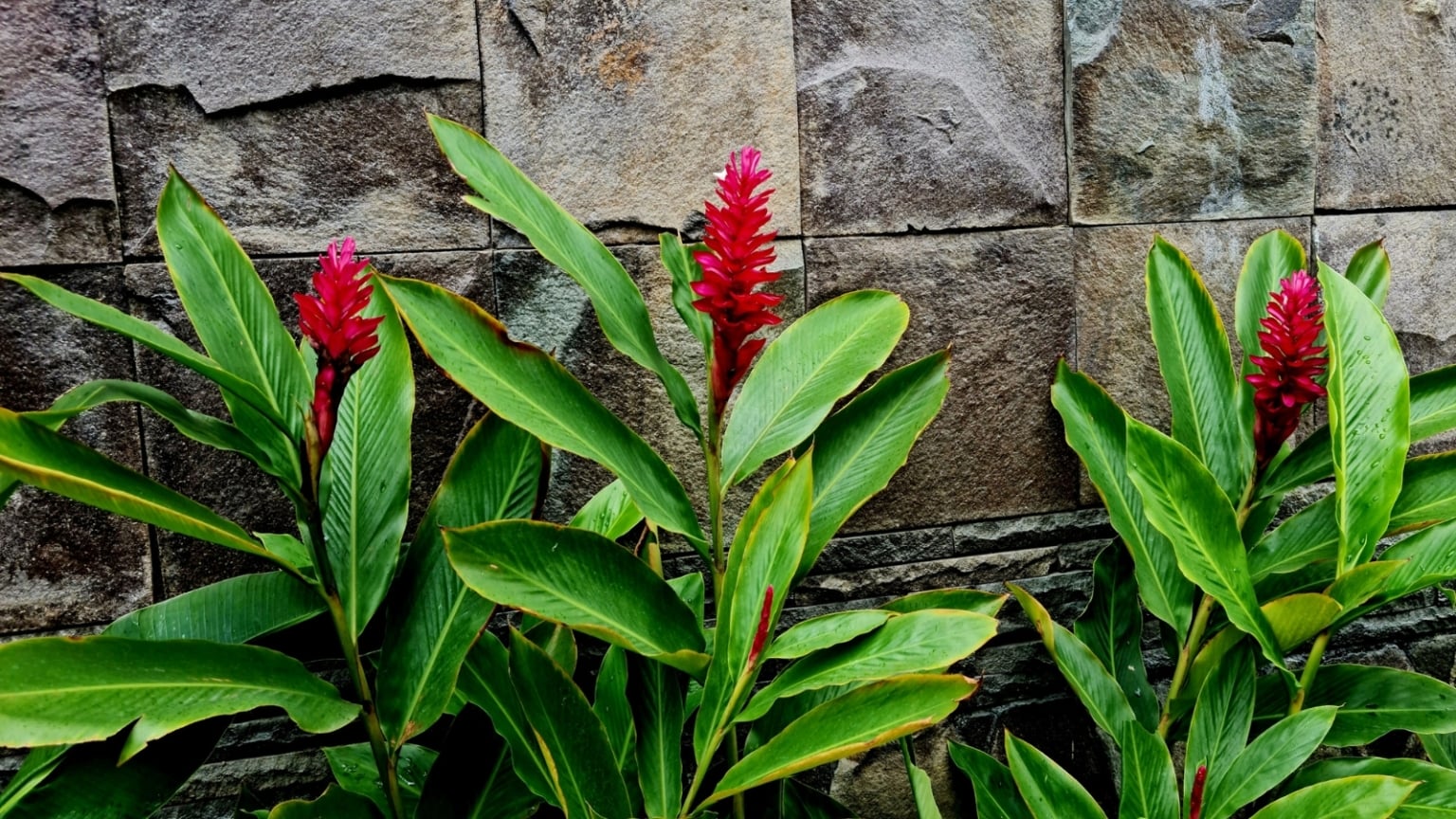 31 Flowering Foundation Plants That Boost Your Home’s Value