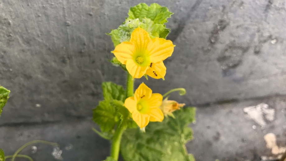 How to Plant, Grow, and Care for Lemon Cucumbers