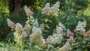 The Best Hydrangeas for Your Climate: Tips for Your Zone