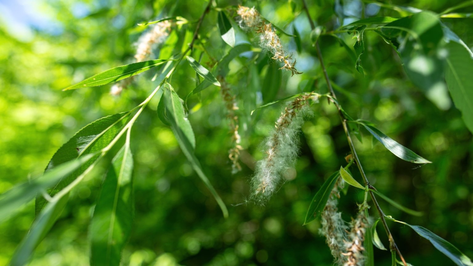How to Plant, Grow, and Care For Willow Trees